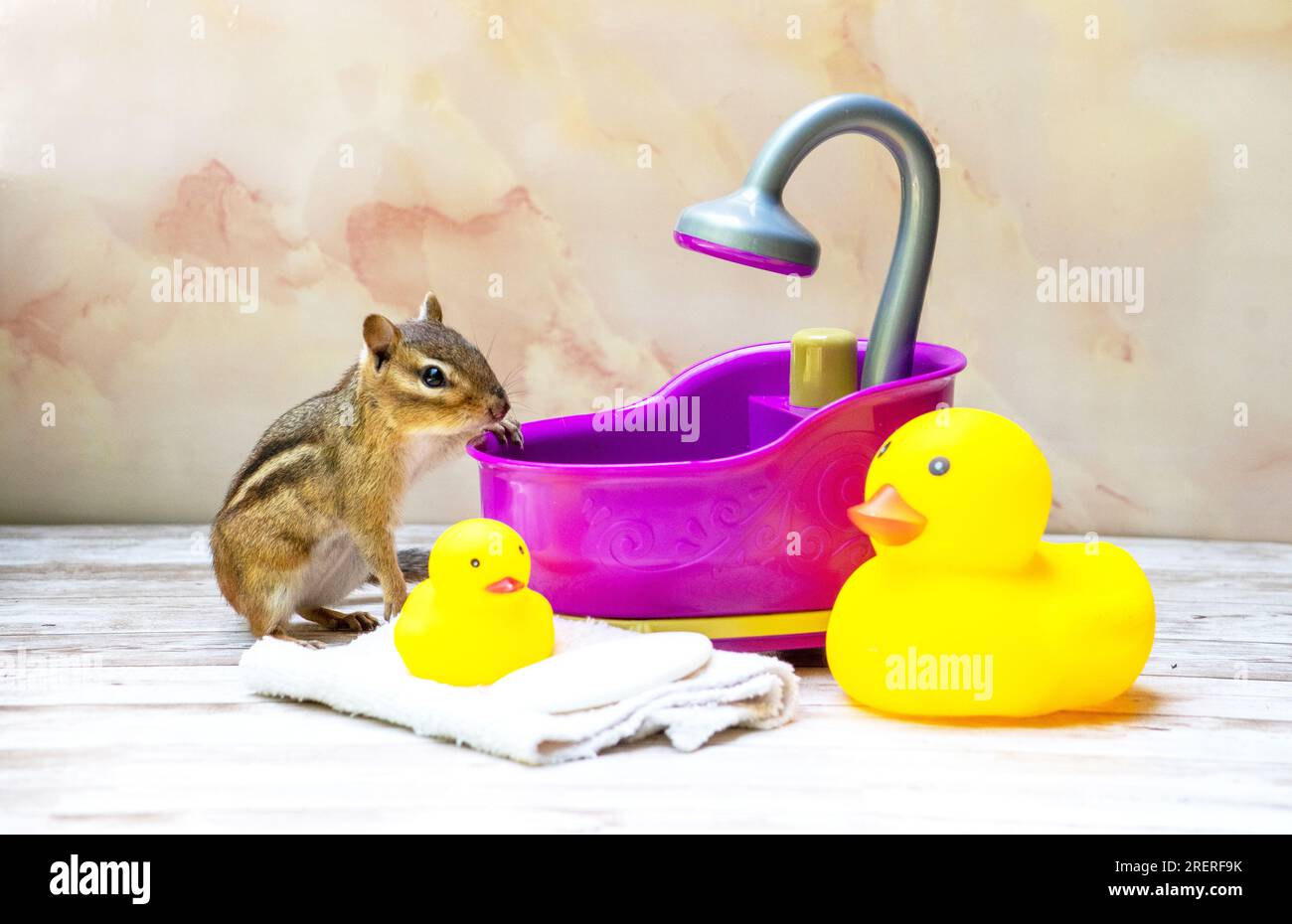 adorable chipmunk checks out this tiny purple bath tub and show with a pair of rubber ducks and ...