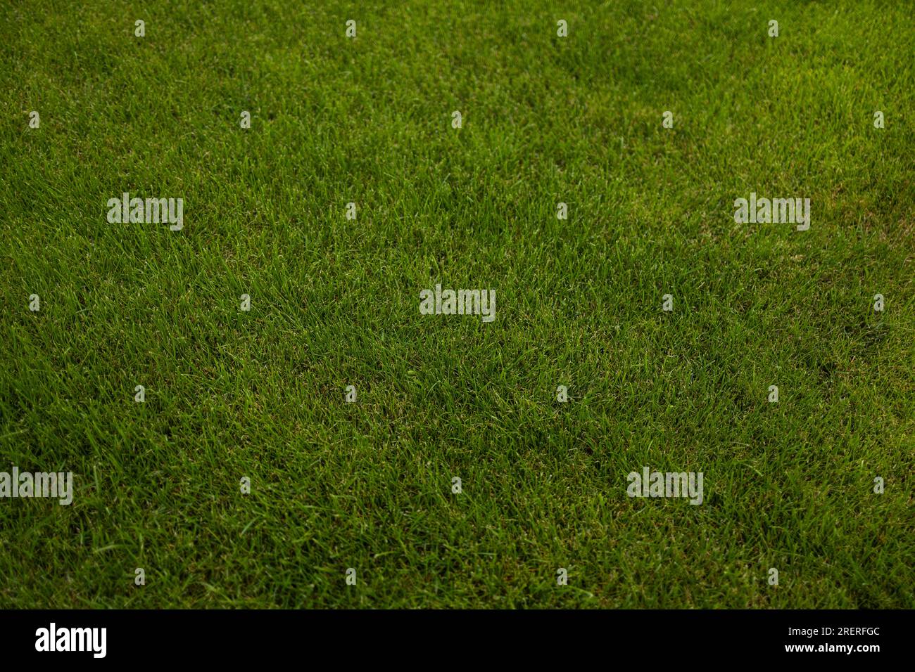 green grass texture, concept used for making green background football ...
