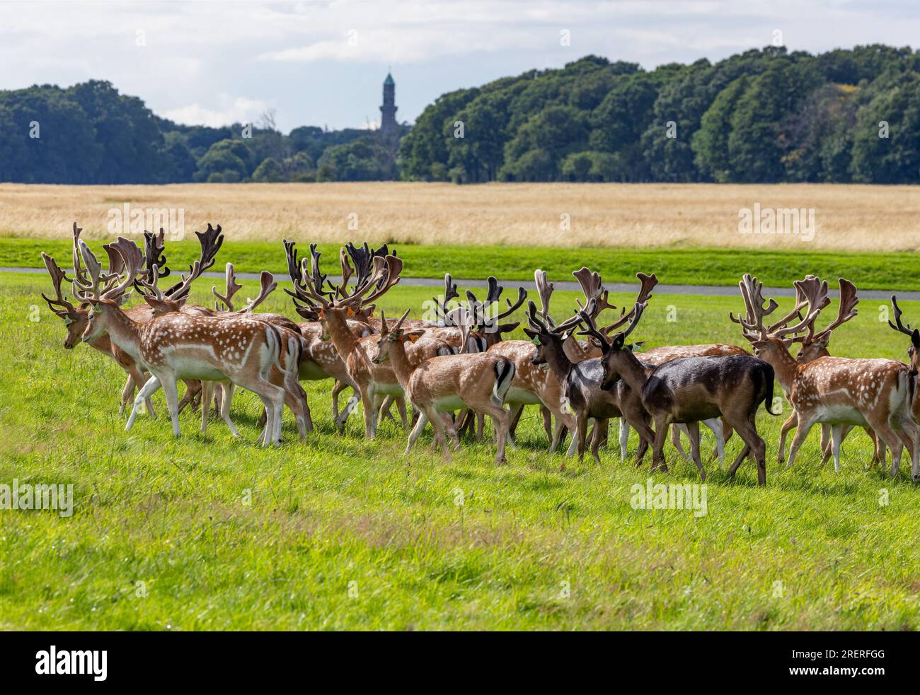 Stag Fallow deer with large antlers running in grassy field in Phoenix ...