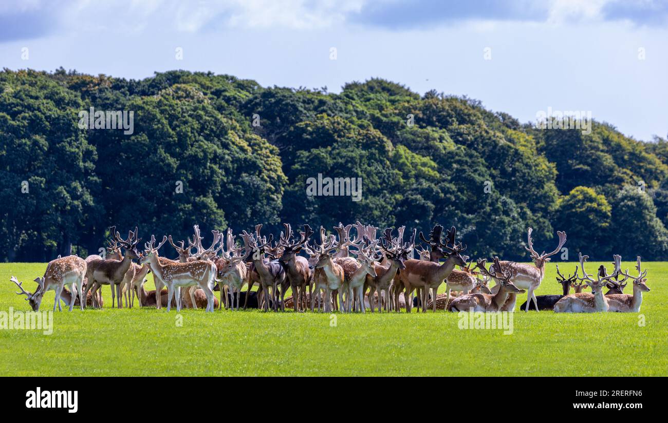 Herd of Fallow deer "Dama dama" grouped together. All male bucks with ...