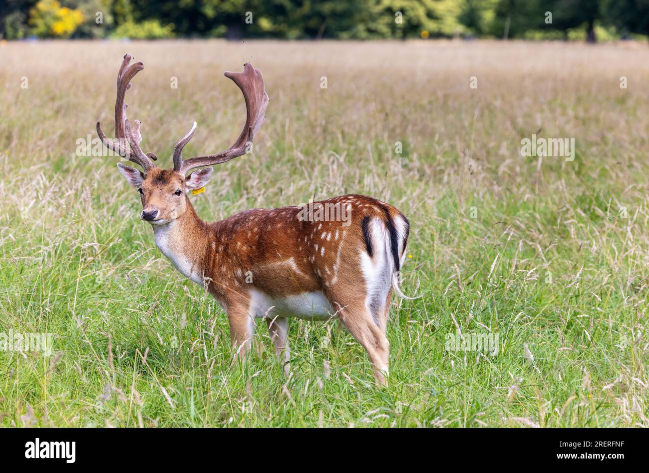 Male Fallow deer "Dama dama" standing in long grass in Phoenix Park ...
