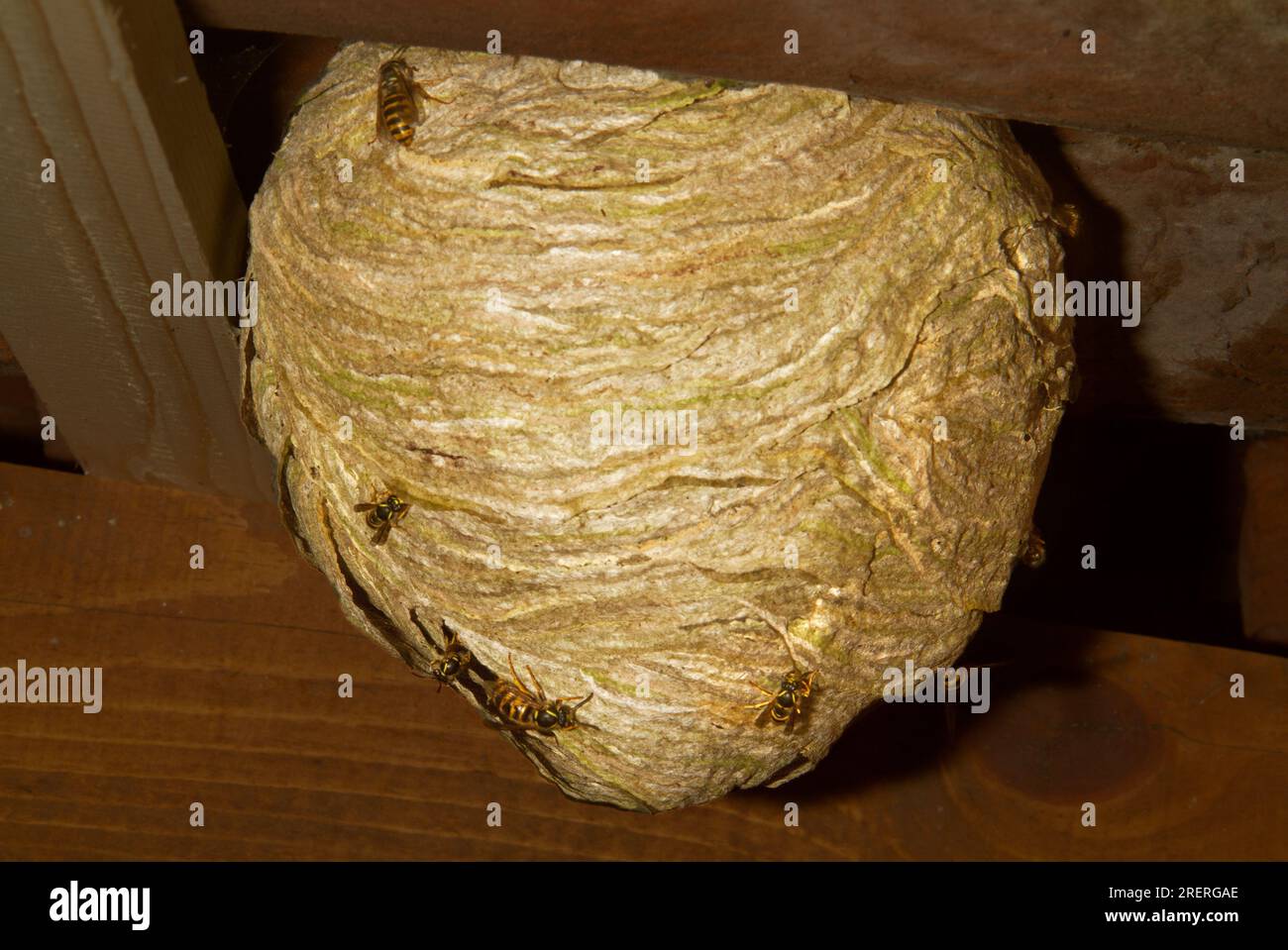 Papery wasp's nest, hanging from the tiles of a barn Stock Photo - Alamy