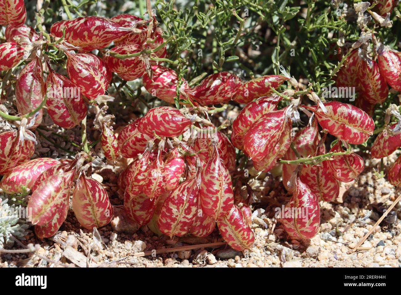 Balloonpod Milkvetch, Astragalus Whitneyi Variety Whitneyi, a native ...
