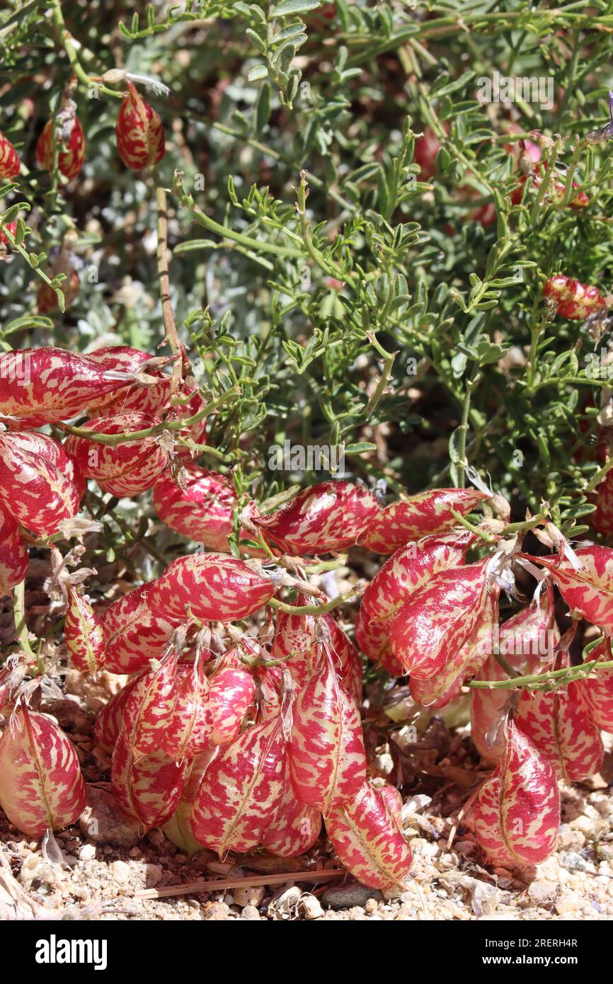 Balloonpod milkvetch hi-res stock photography and images - Alamy