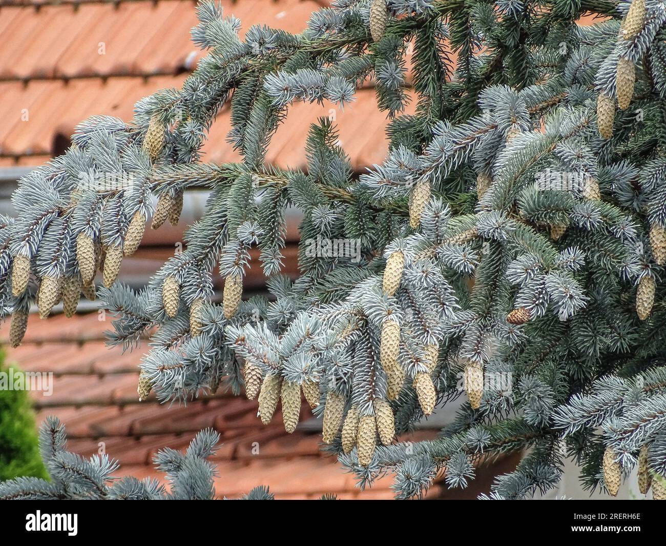 Colorado Blue Spruce tree in the summer. In Romania Stock Photo - Alamy