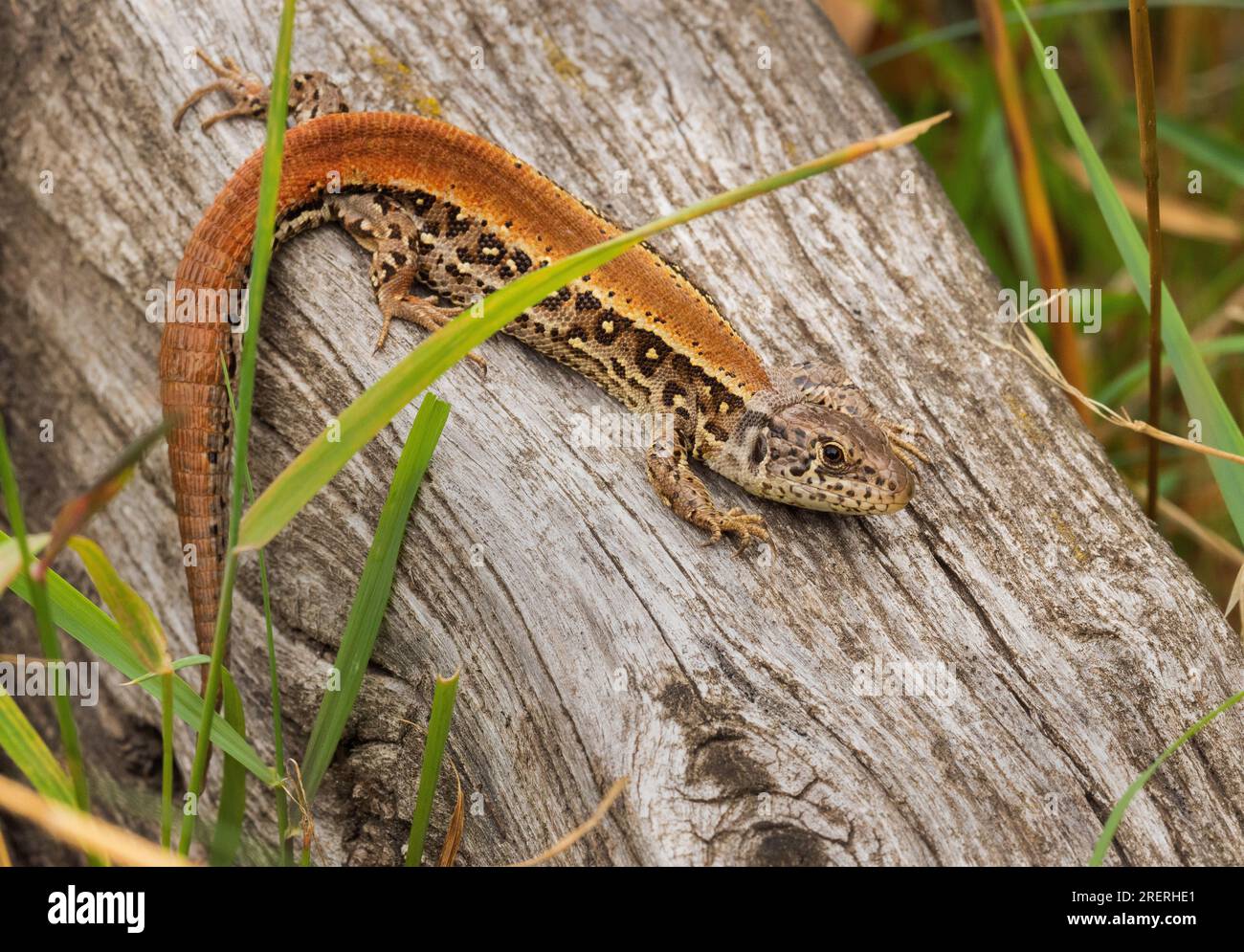 Female fence lizard hi-res stock photography and images - Alamy