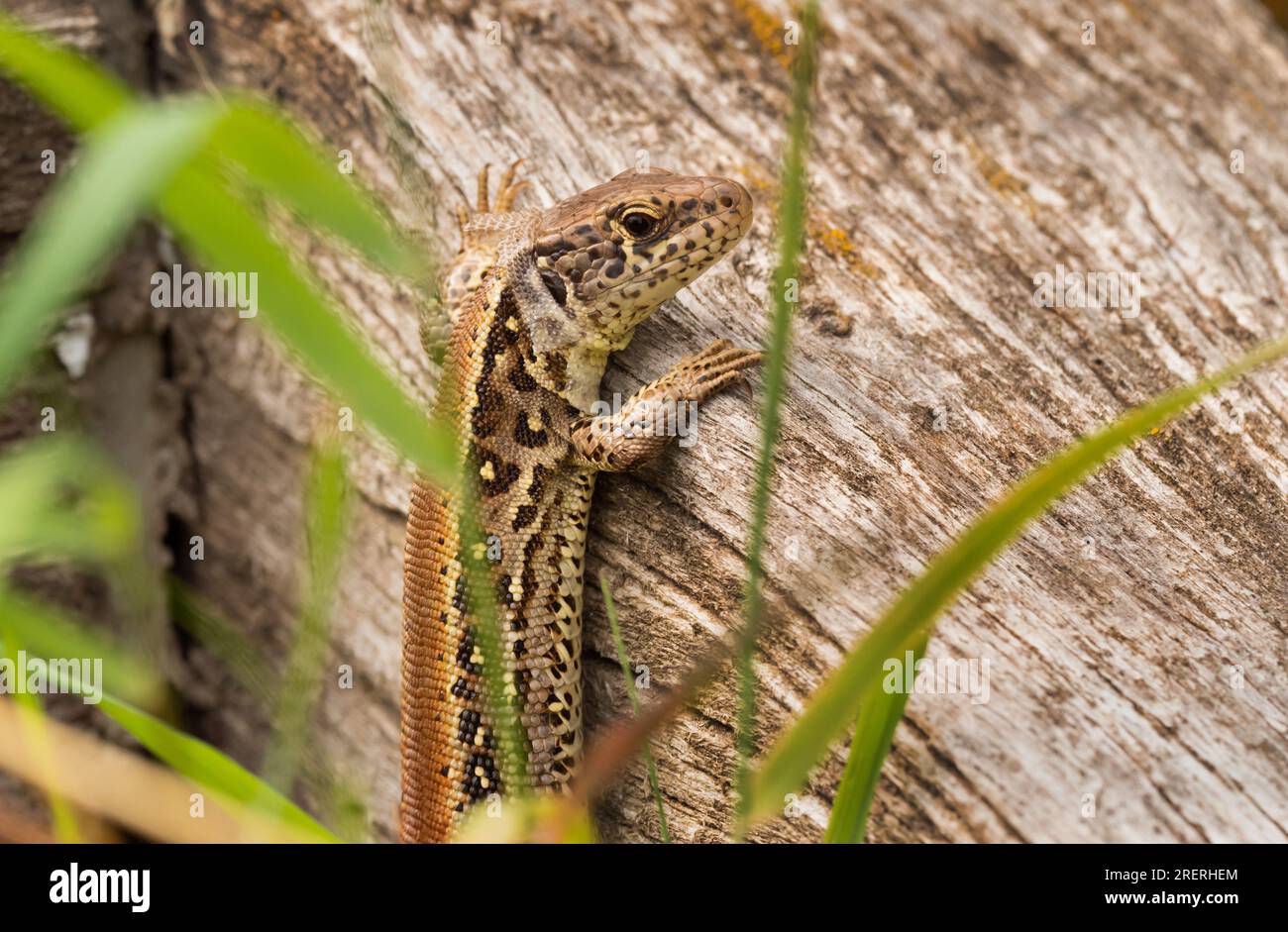 Female fence lizard hi-res stock photography and images - Alamy