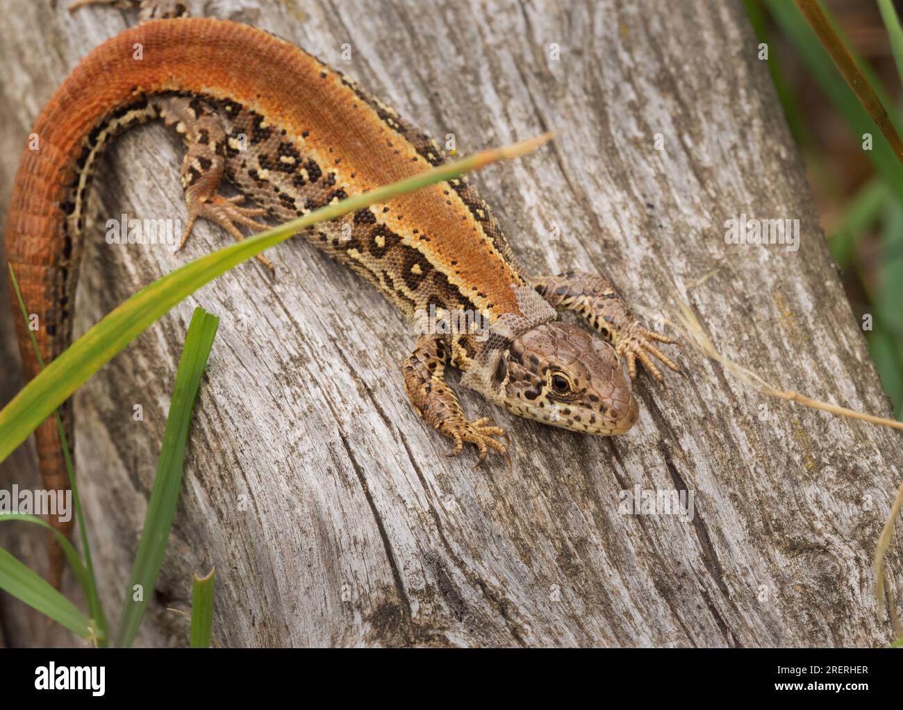 Female fence lizard hi-res stock photography and images - Alamy