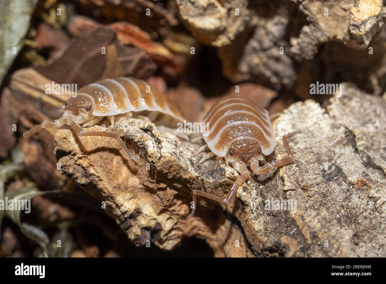 Isopod orange hi-res stock photography and images - Alamy