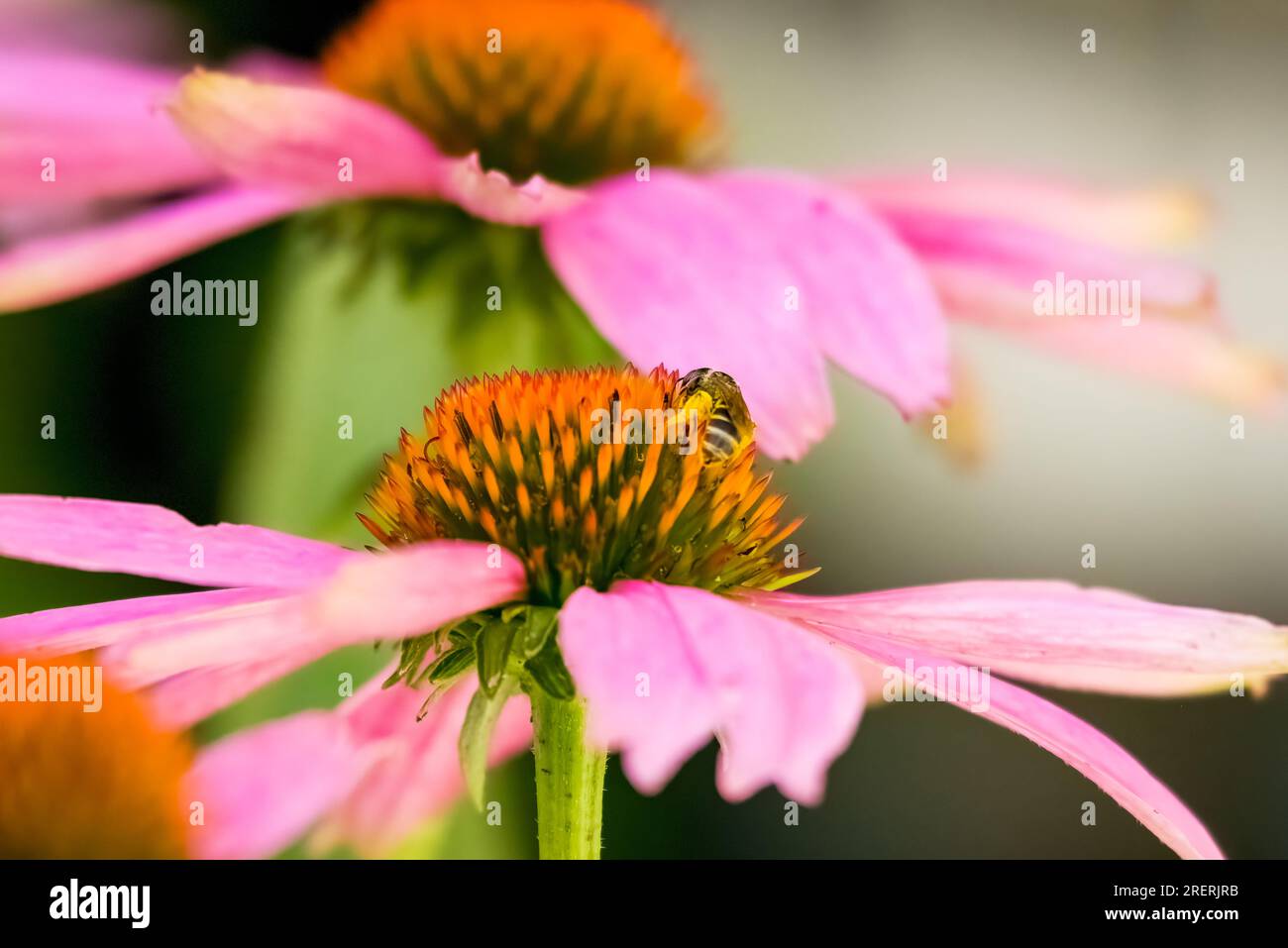 A honey bee pollinates a purple coneflower bloom Stock Photo - Alamy
