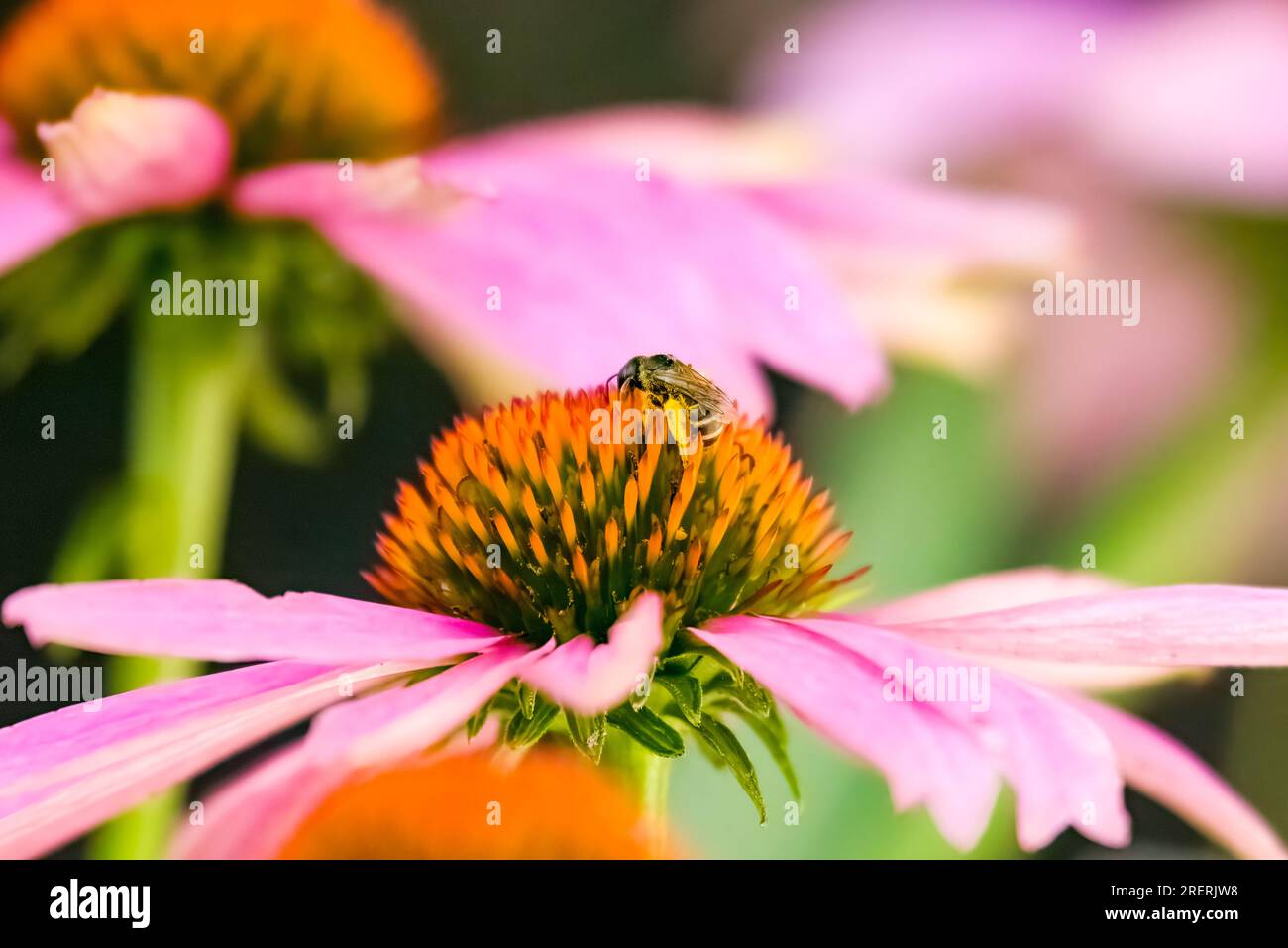 A honey bee pollinates a purple coneflower bloom Stock Photo - Alamy