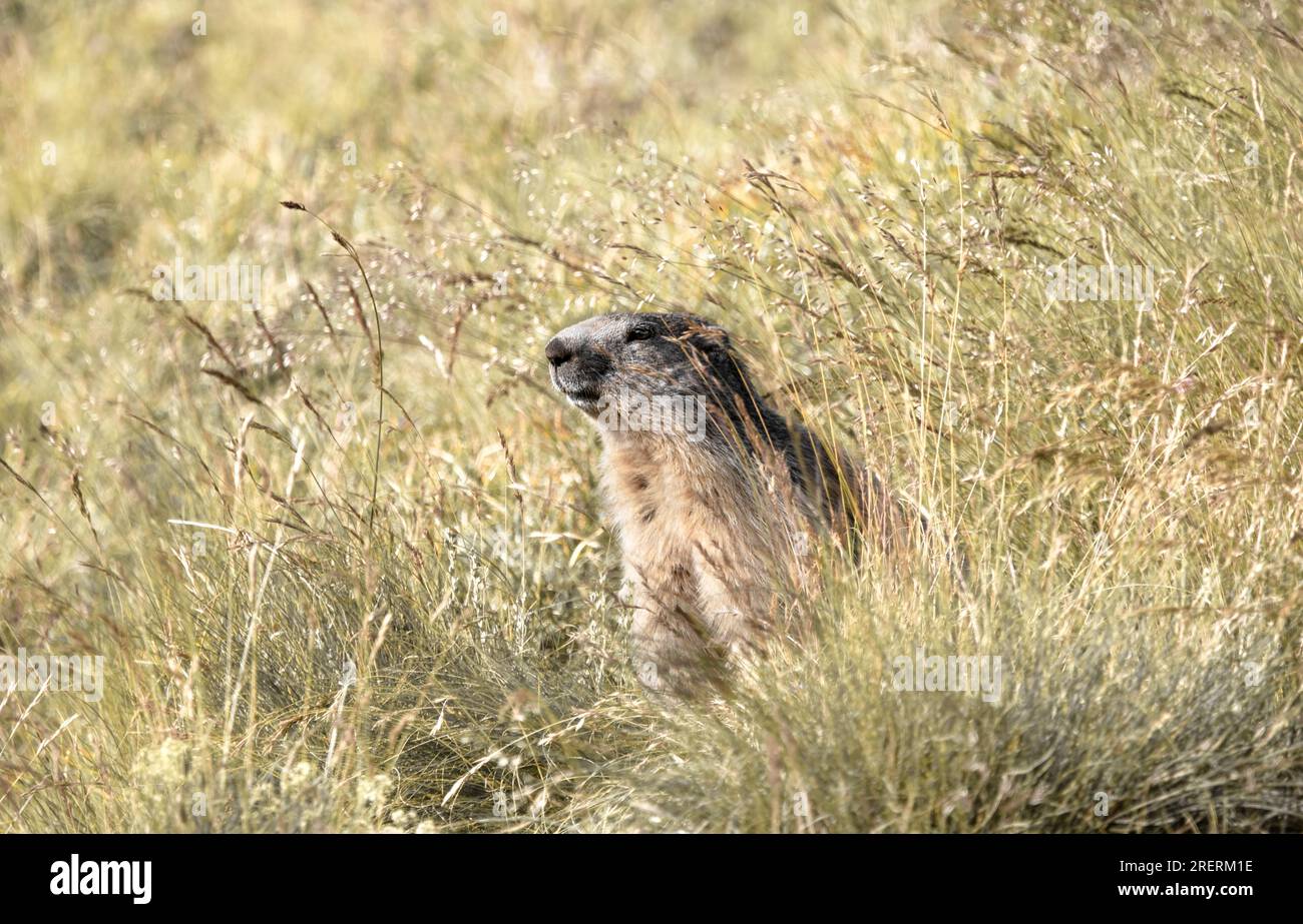 Alpine marmots marmota sitting hi-res stock photography and images - Alamy