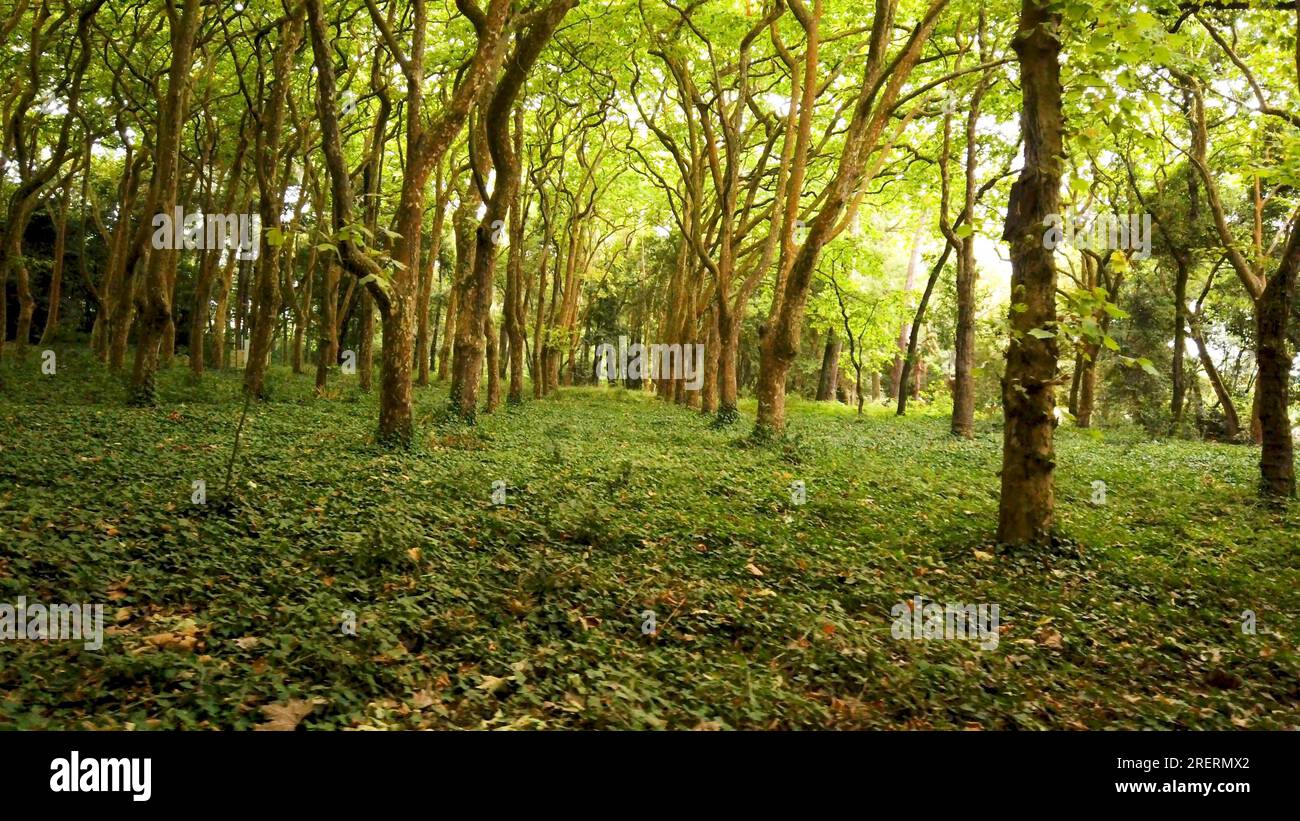 Woods of Rainha D. Leonor , in Caldas da Rainha - Portugal, borders the ...