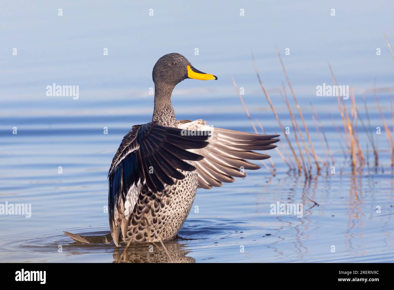Bird stretching wings hi-res stock photography and images - Alamy