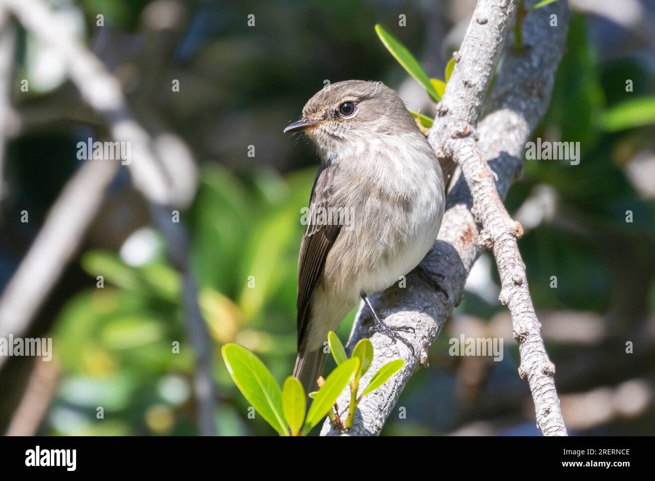 African Dusky Flycatcher (Muscicapa adusta) Onrus, Hermanus, Western ...