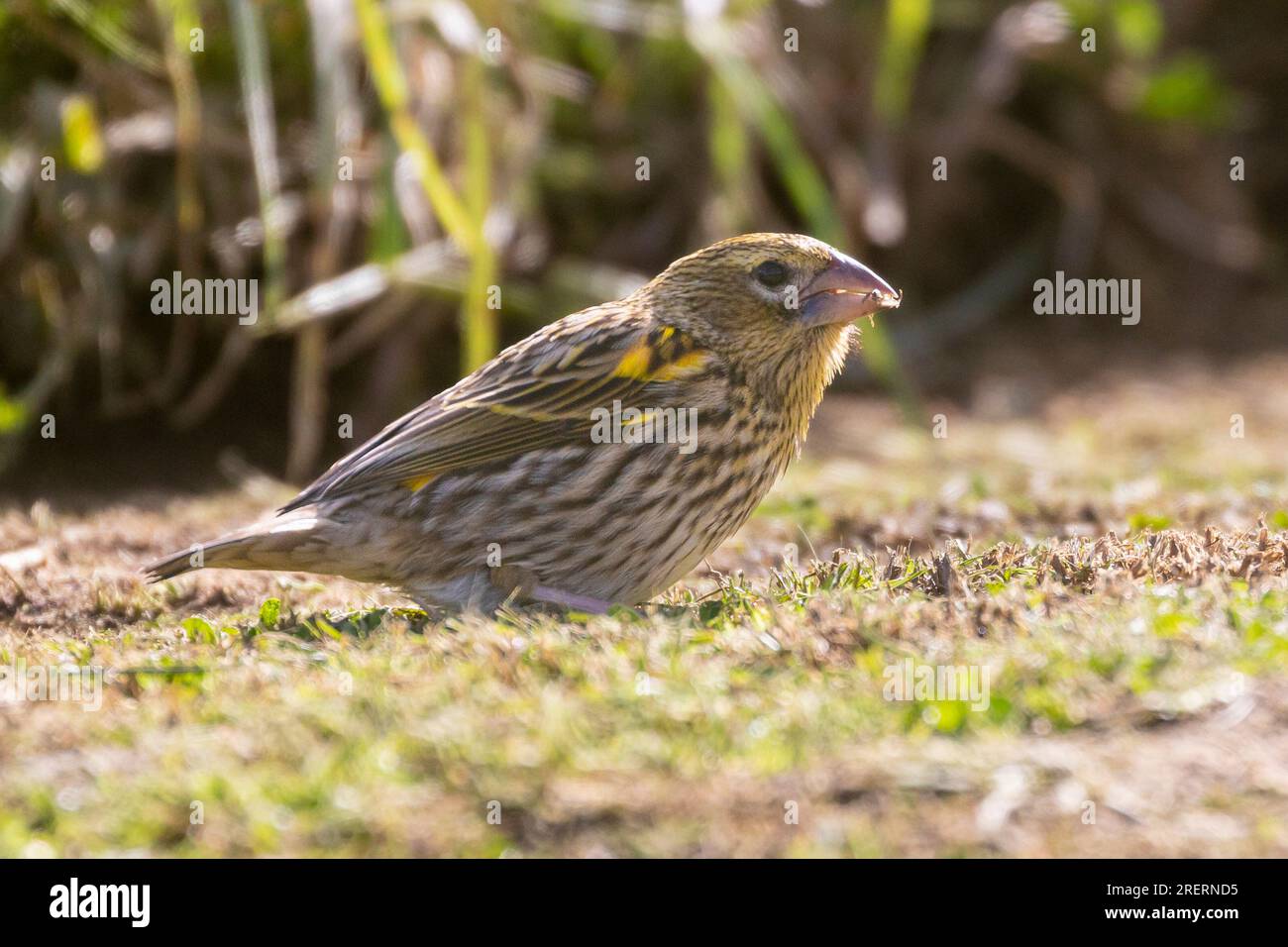 Non passerine hi-res stock photography and images - Alamy