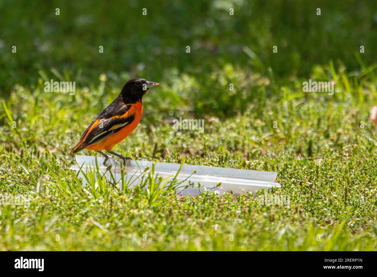 Baltimore oriole (Icterus galbula) feeding in backyard in Joplin ...