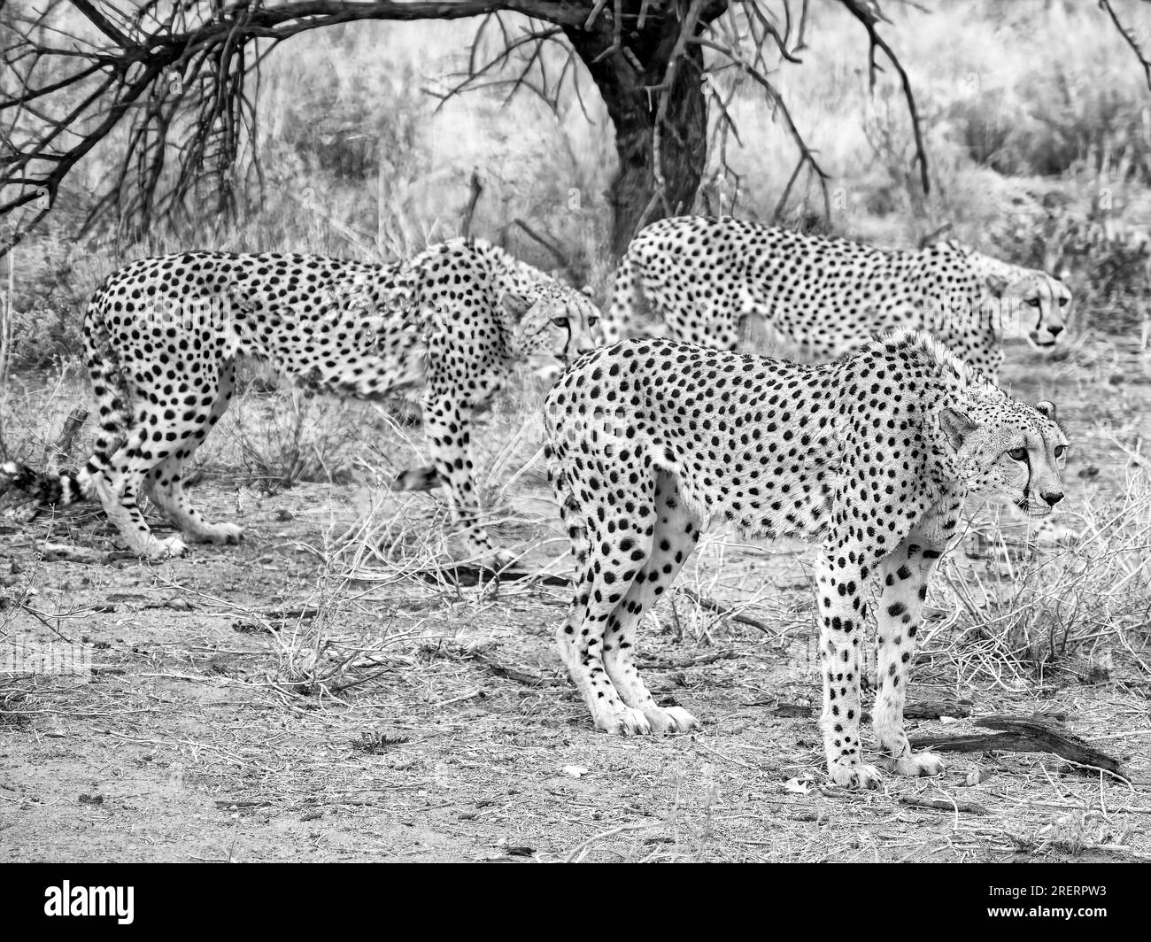 Cheetah african animals Black and White Stock Photos & Images - Alamy