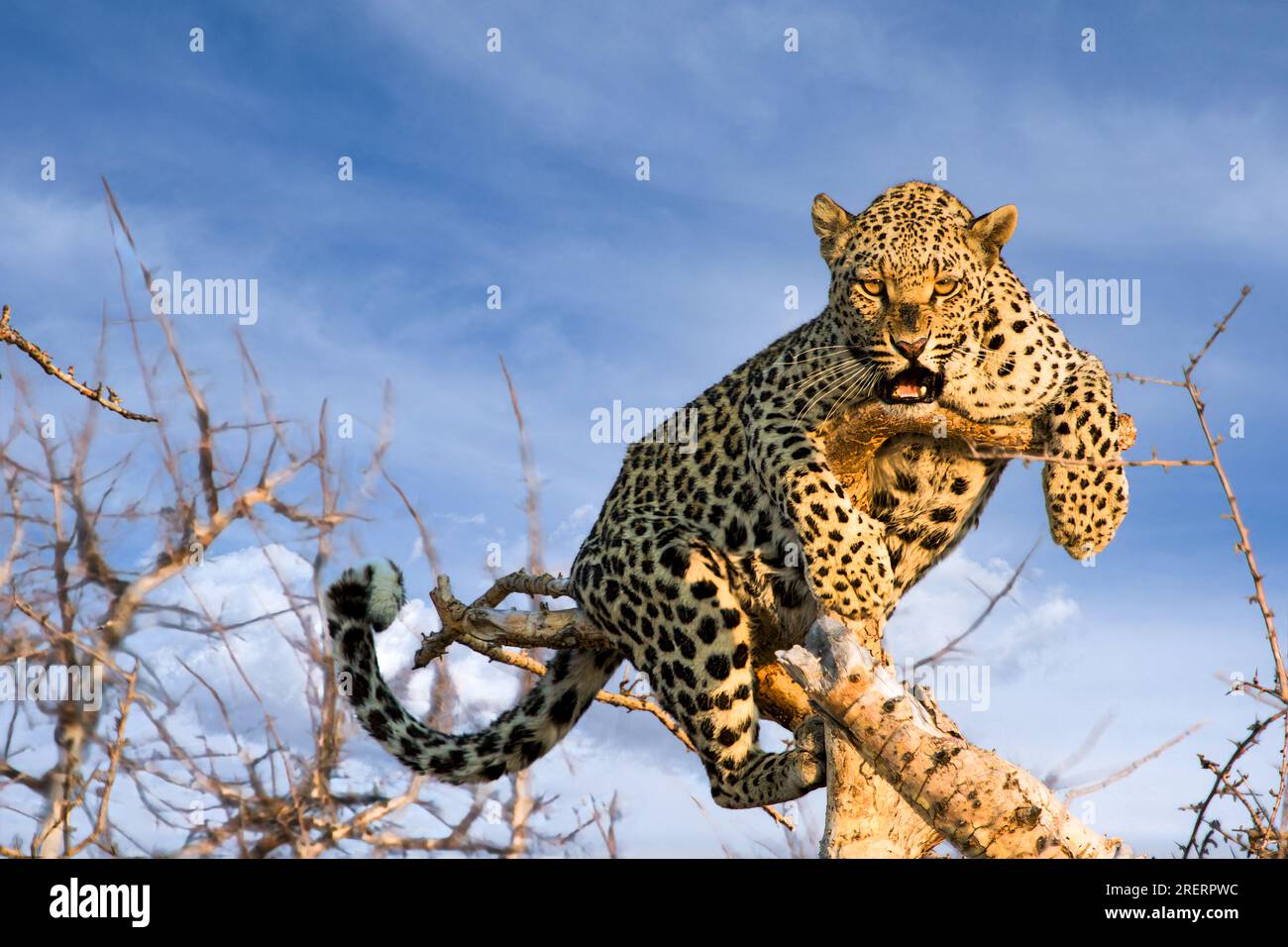 African leopard running hi-res stock photography and images - Alamy