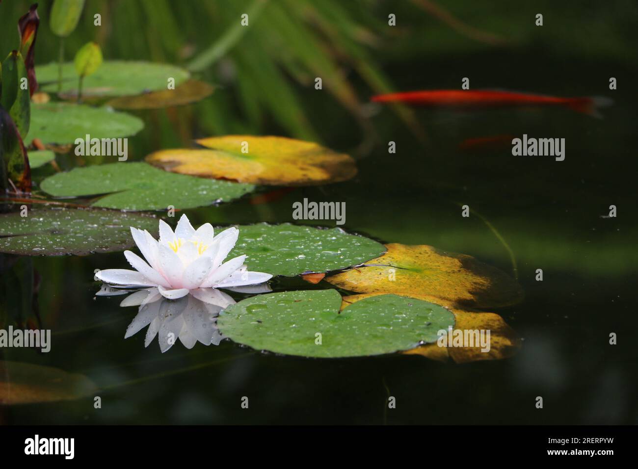 Goldfish in peaceful outdoor pond with blossoming water lilies Stock ...