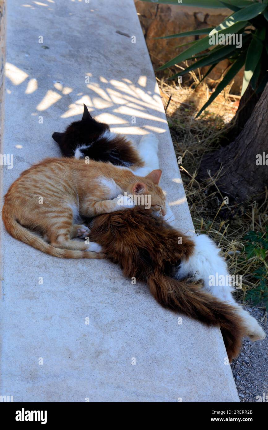 Two scruffy cats resting asleep on a wall, Tilos island, Dodecanese ...