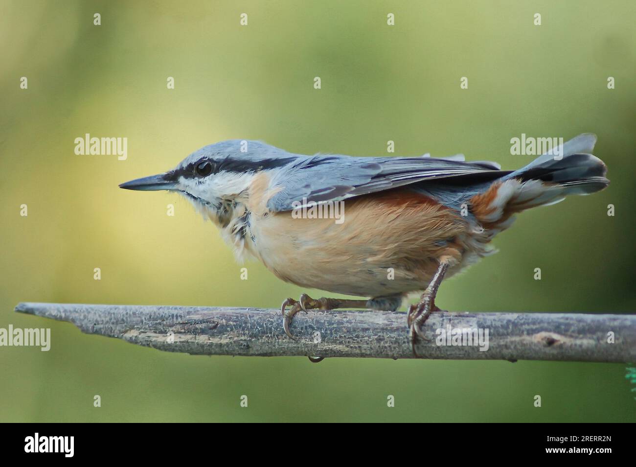 The nuthatch family, Sittidae, was described by Ren-Primevre Lesson in ...