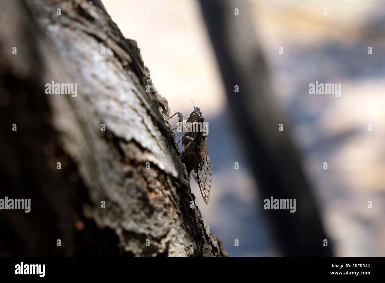 Cicada on a tree, Tilos island, Dodecanese island group. Greece, July ...