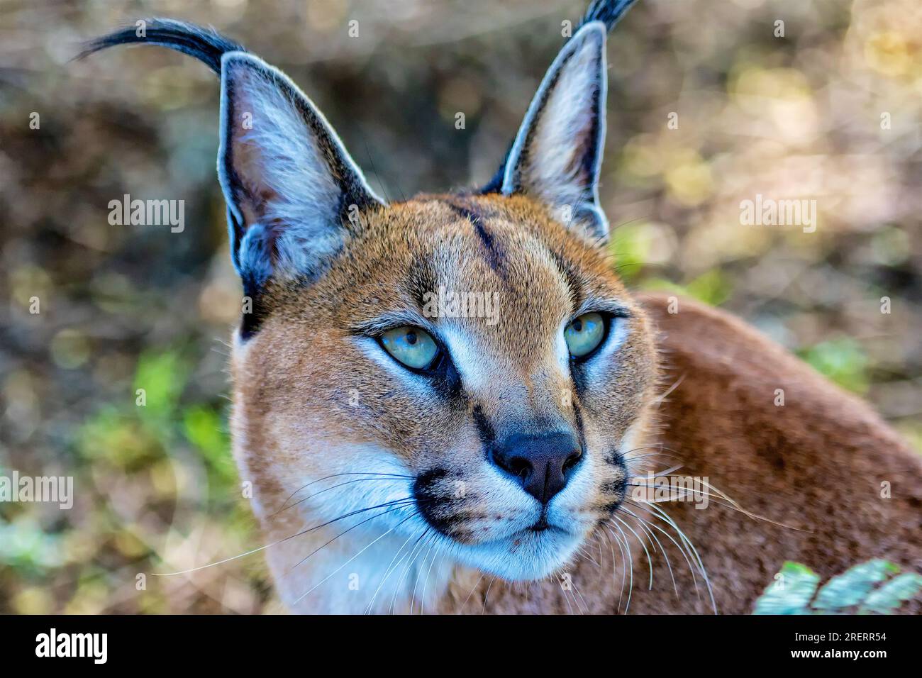 portrait of a beautiful caracal Stock Photo - Alamy