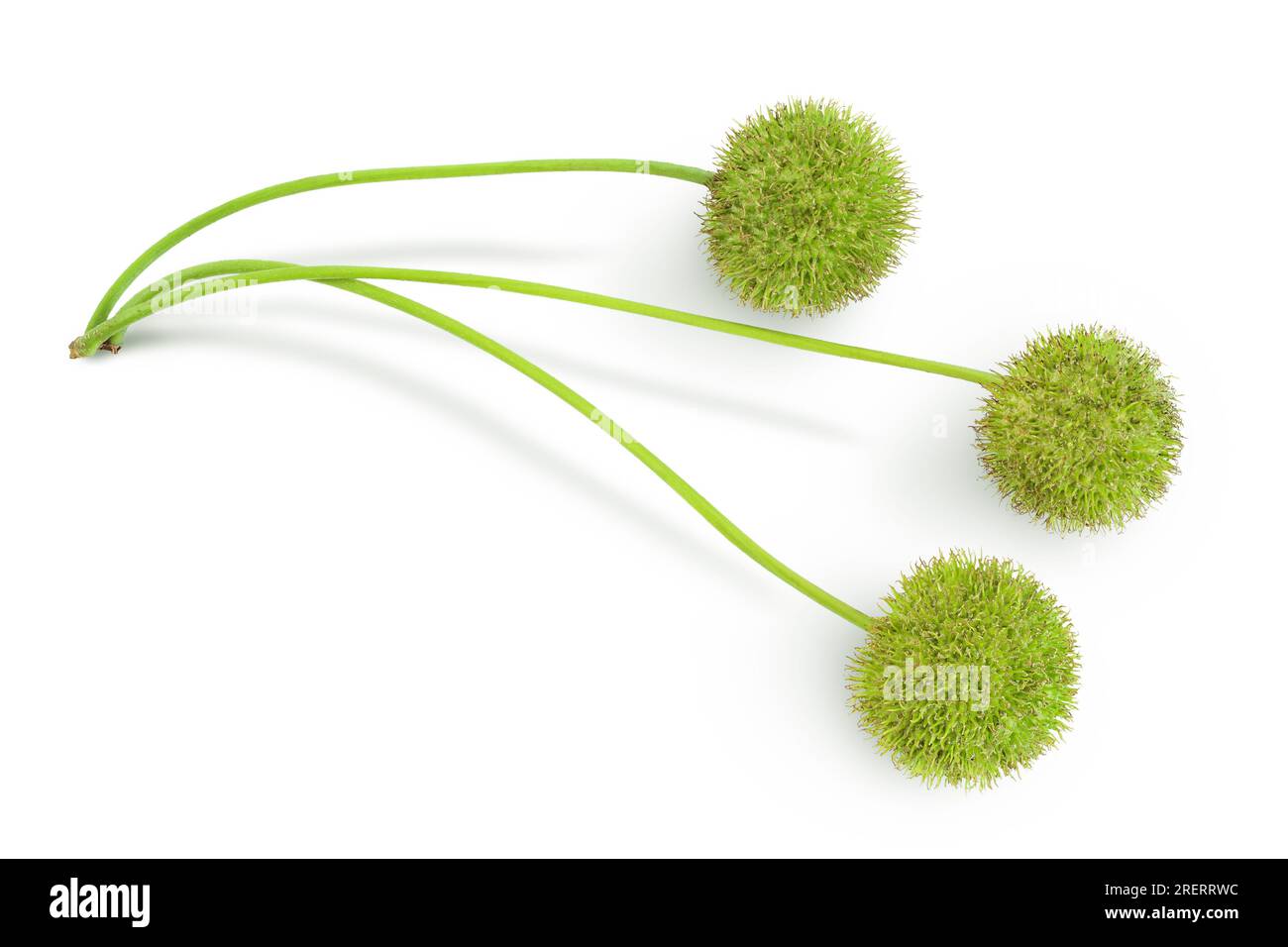 fruit of sycamore plane tree isolated on white bacground. Top view ...