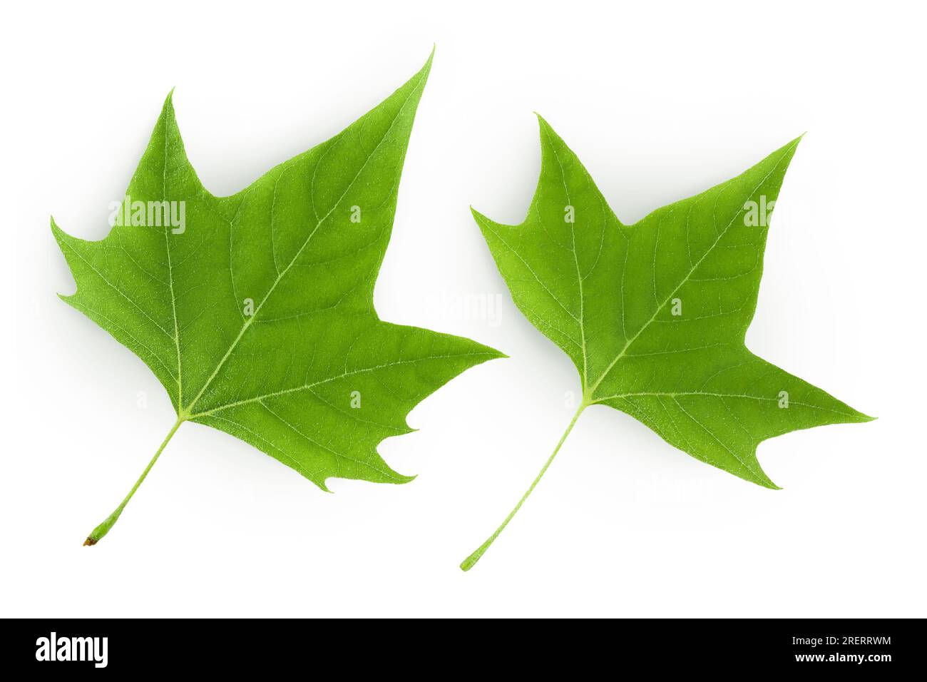 Platanus tree, sycamore leave isolated on white background. Top view ...