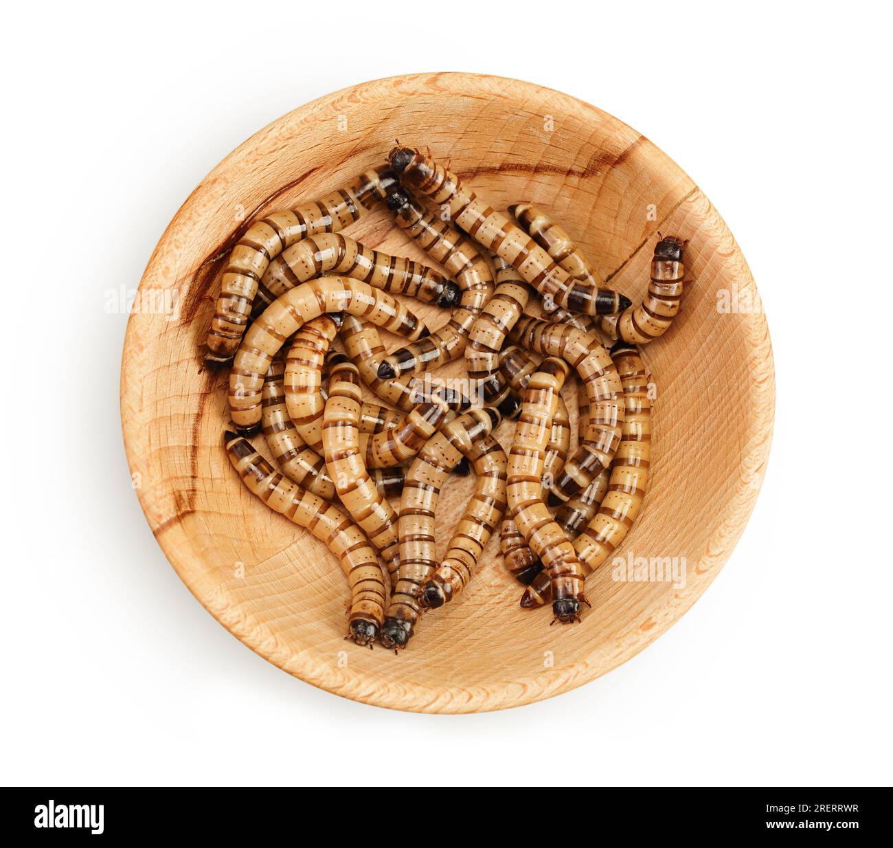 Superworm larvae hi-res stock photography and images - Alamy
