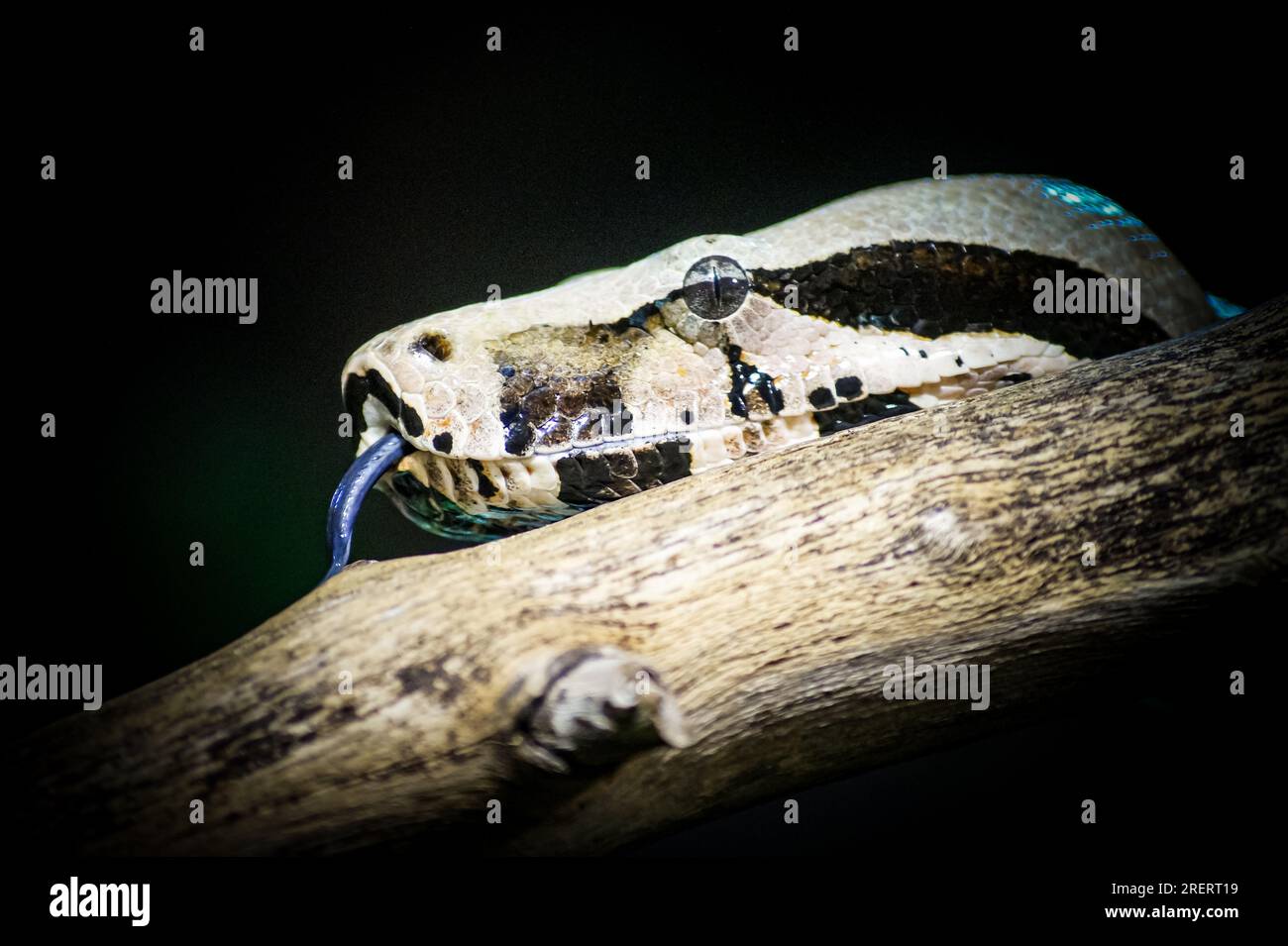 Close up of a snake against black background Stock Photo - Alamy