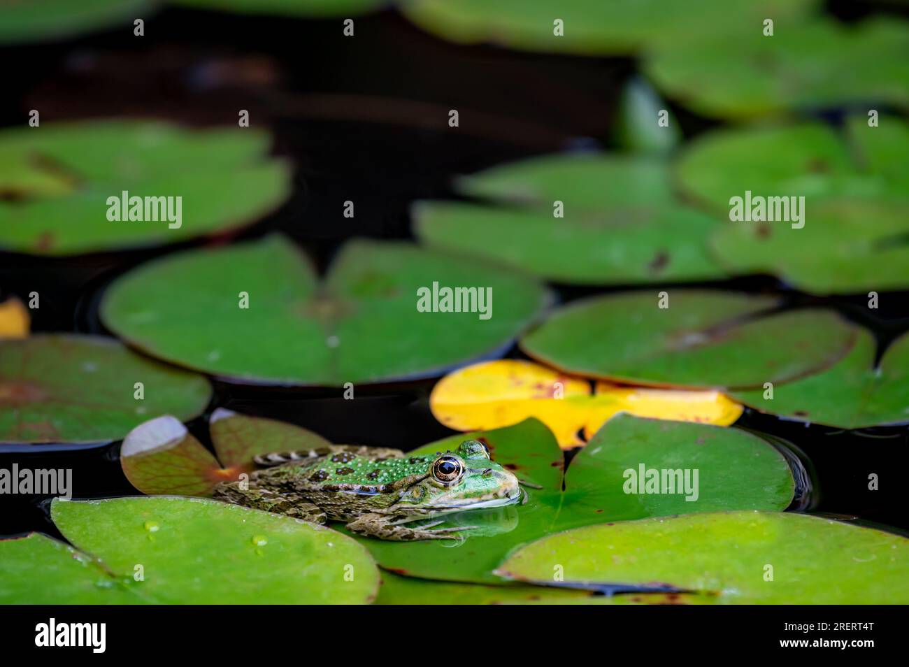 Frog resting. One green pool frog sitting on leaf. Pelophylax lessonae ...