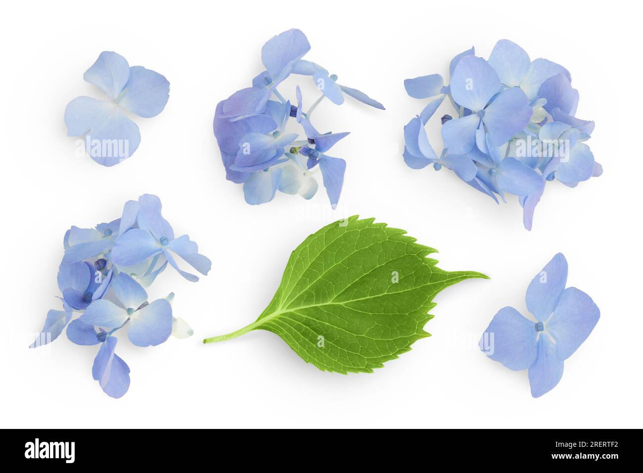 Blue Hydrangea flower isolated on white background. Top view. Flat lay ...