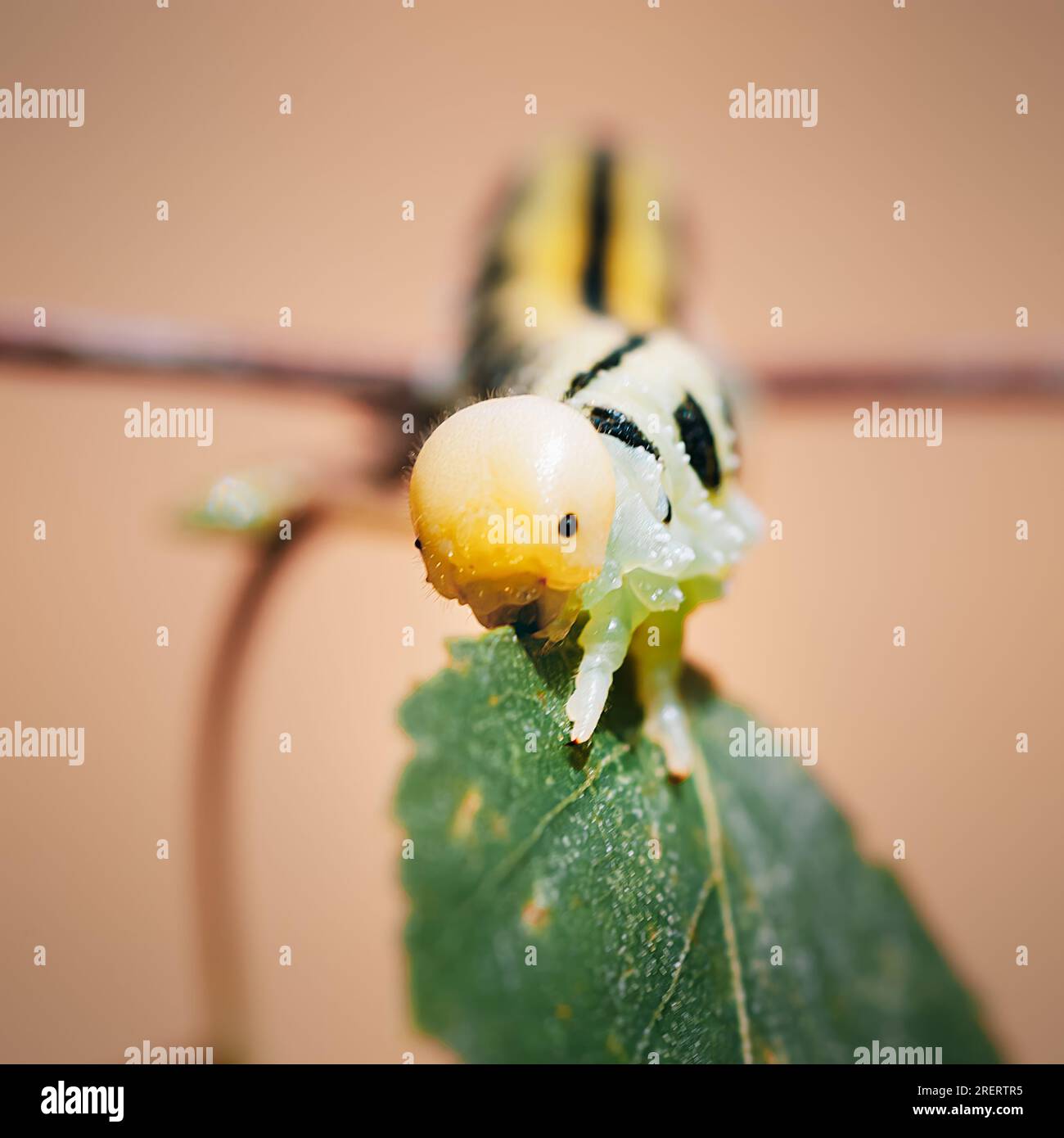 Translucent caterpillar hi-res stock photography and images - Alamy