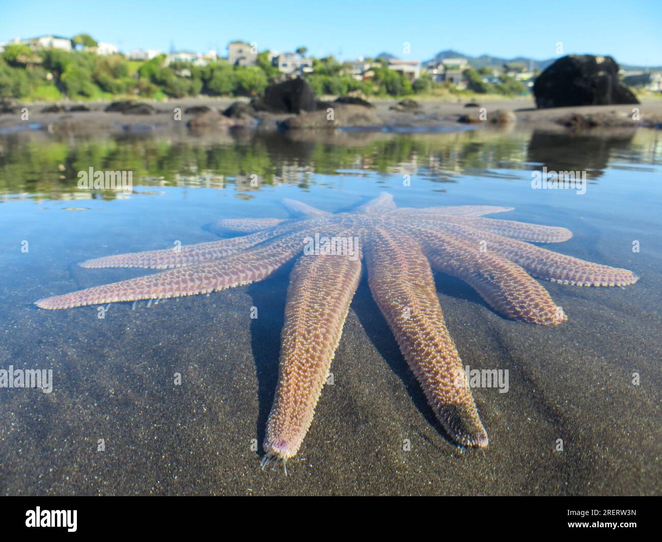 Beautiful, large starfish in shallow waters at Oakura Beach in Taranaki ...