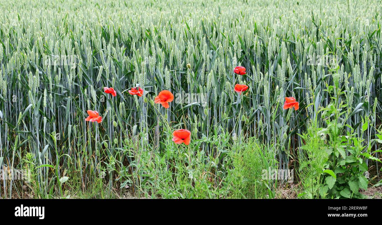 Denmark nature, countryside and environment. Nature in the Kingdom of ...