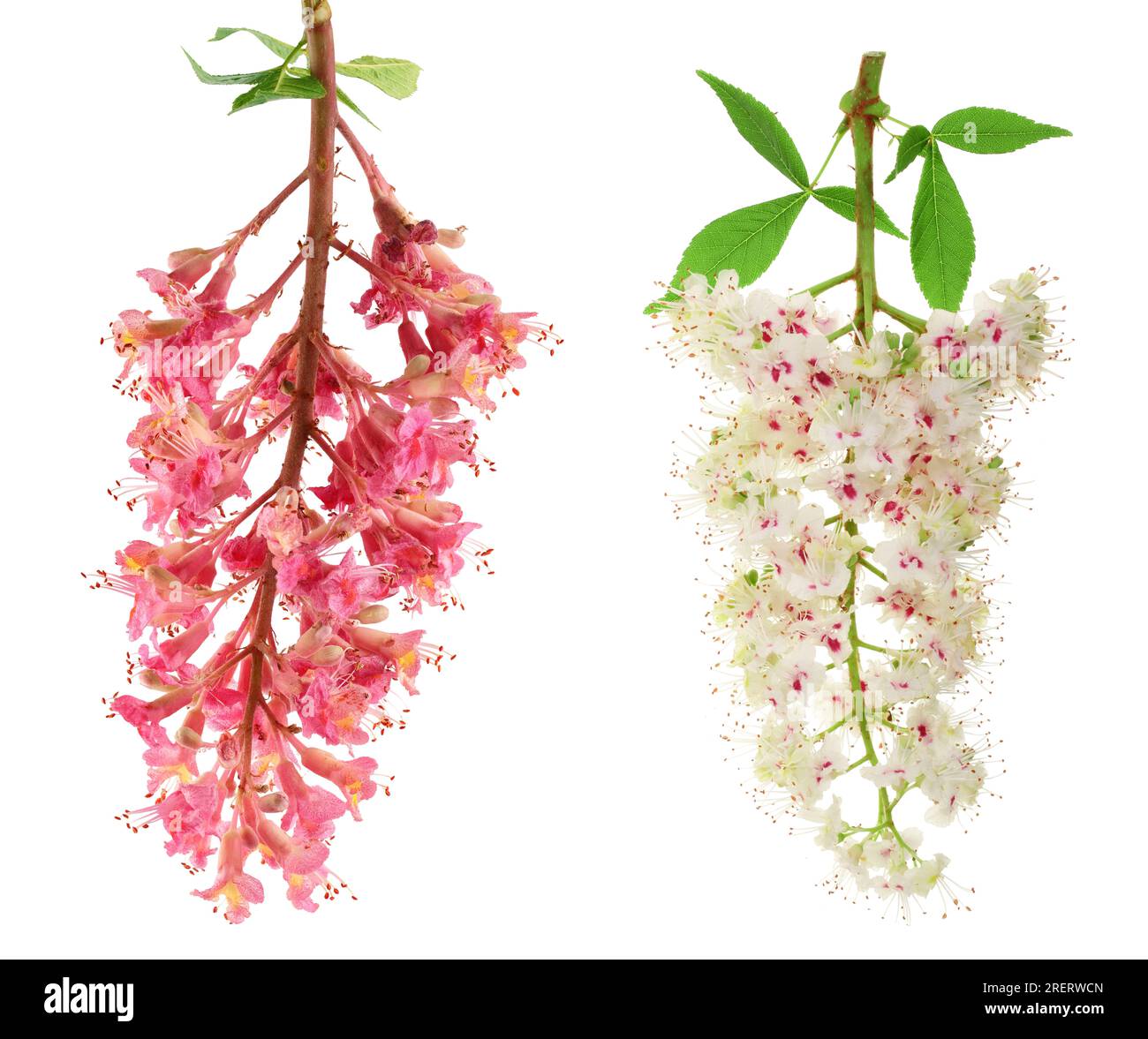 Aesculus x carnea or red horse chestnut isolated on white background ...