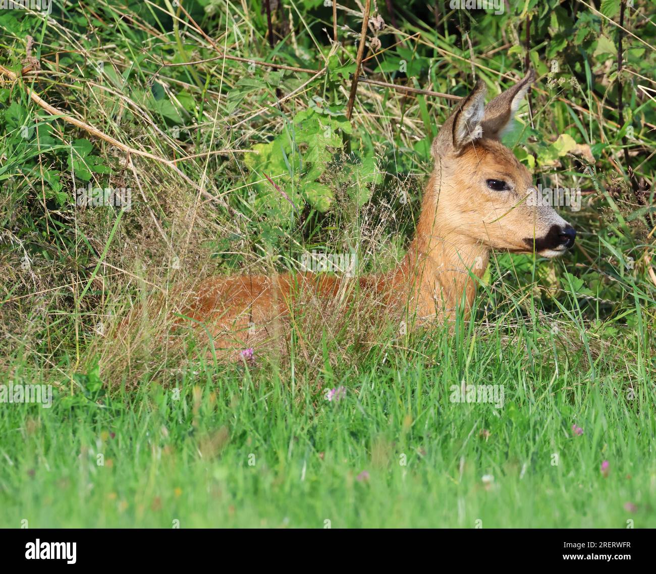 Roe Deer doe (Capreolus capreolus) in the Cotswold Hills ...