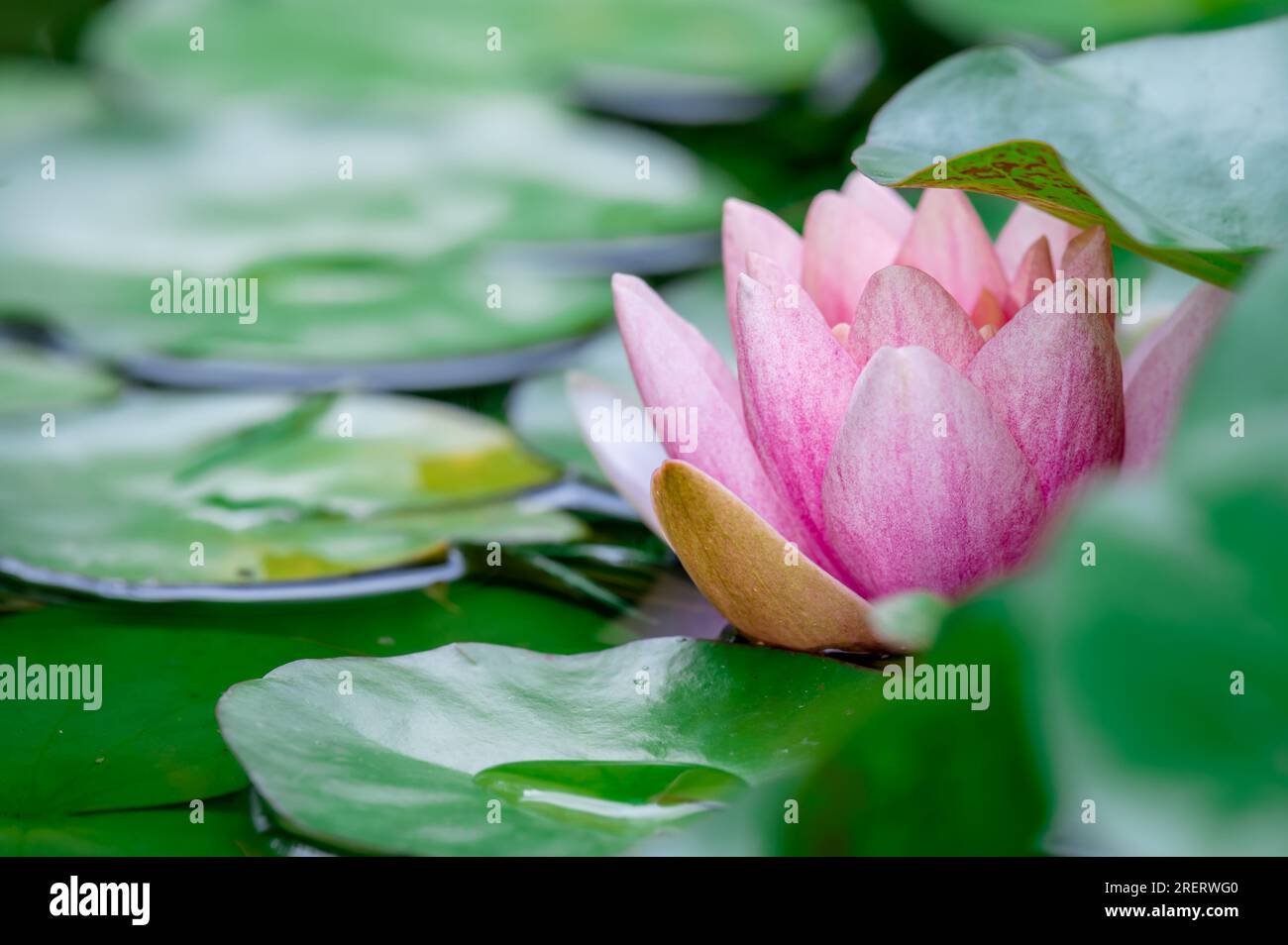 Peach lily hi-res stock photography and images - Alamy