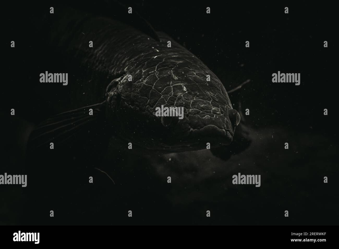 Lungfish swimming underwater hi-res stock photography and images - Alamy