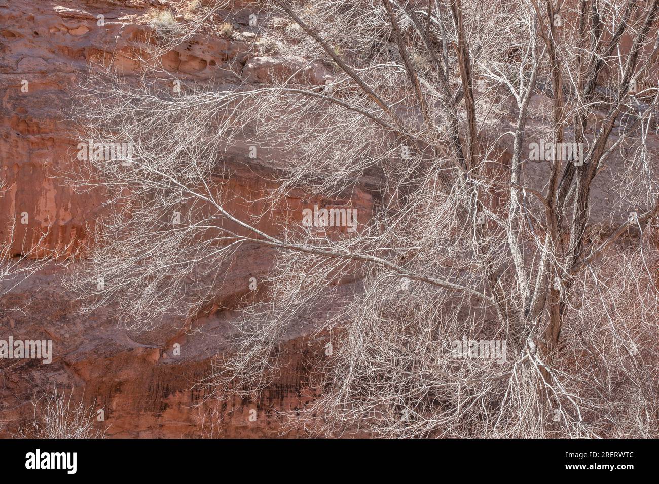 Skeletal branches in Grandstaff Canyon, southwest Utah Stock Photo - Alamy