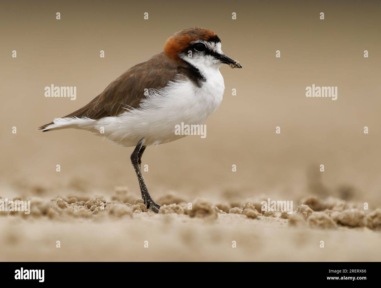 Red-capped plover (Charadrius ruficapillus) a small wader, shorebird on ...