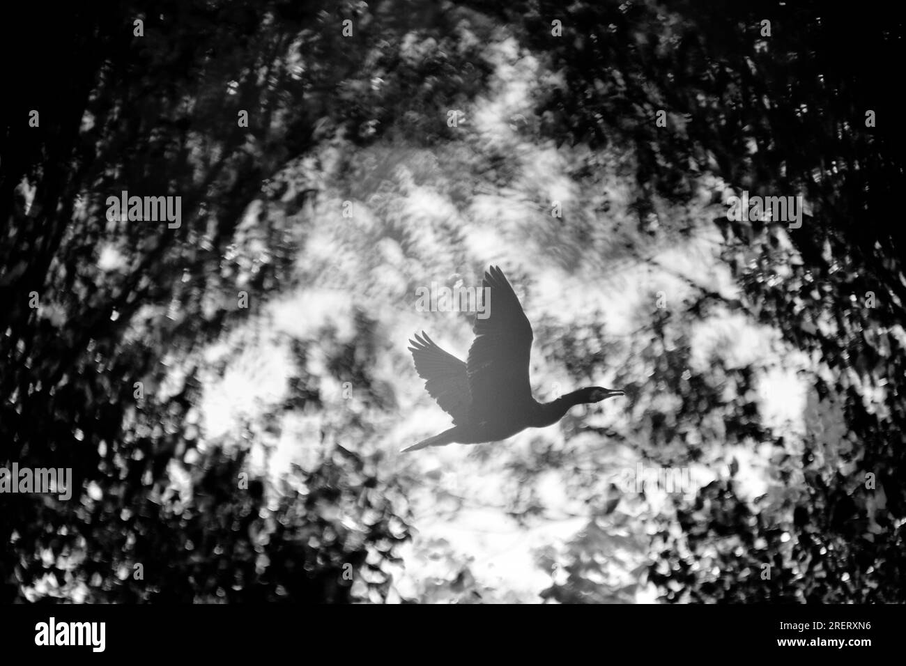 Cormorant photographed against the light while flying in a wood Stock ...