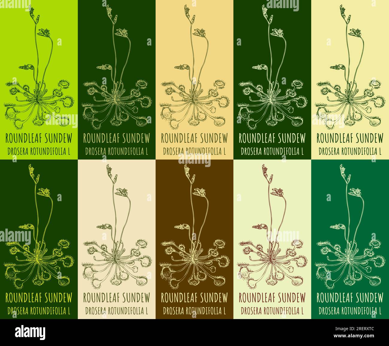 Set of vector drawing ROUNDLEAF SUNDEW in various colors. Hand drawn ...