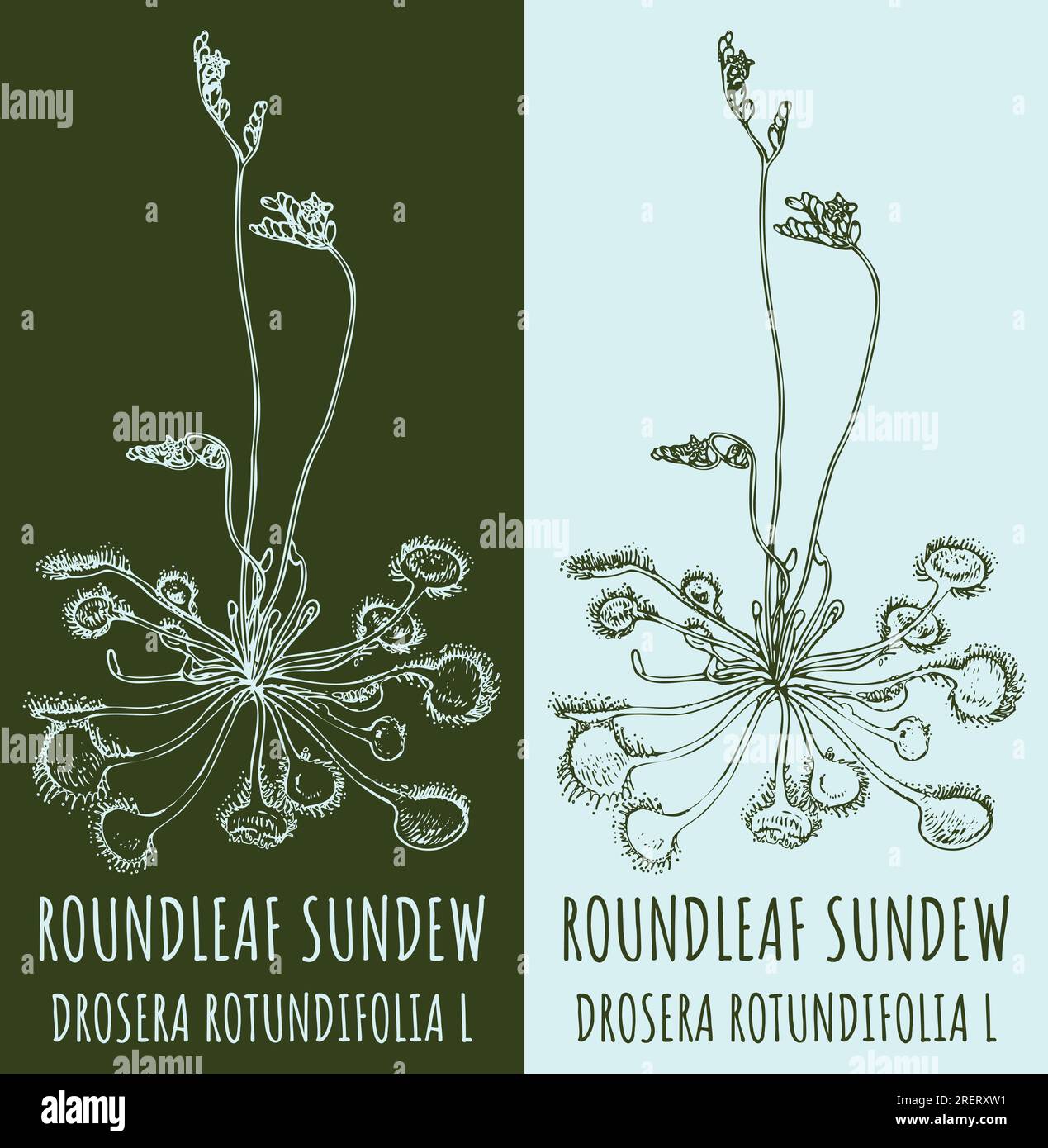Vector drawing ROUNDLEAF SUNDEW. Hand drawn illustration. The Latin ...