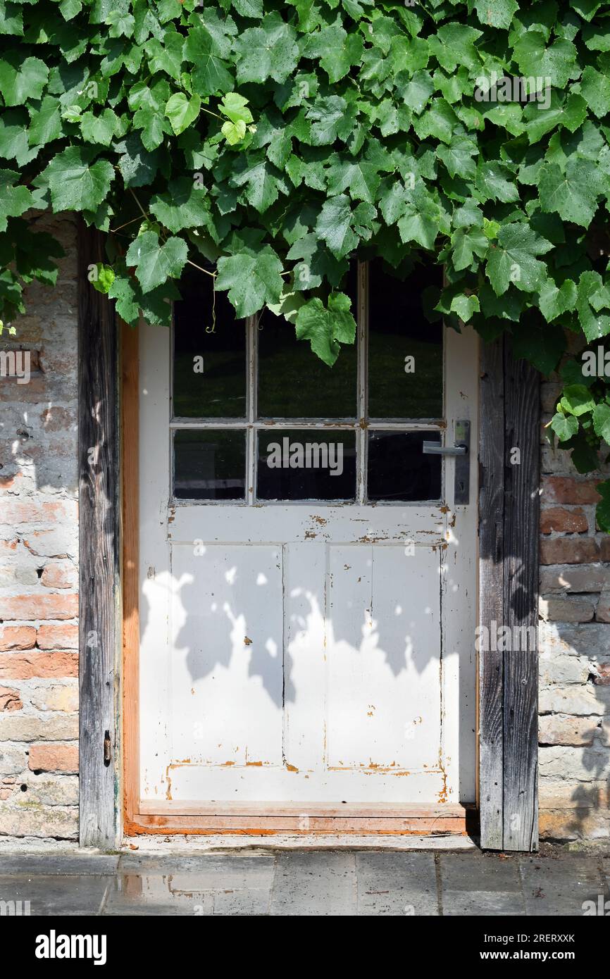 Rustic white wooden door covered by green vine leaves on a brick wall ...