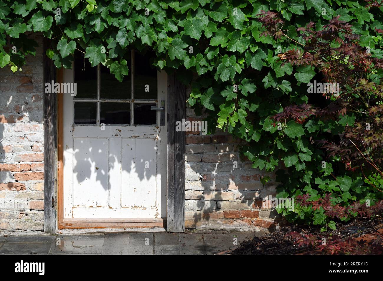 Rustic white wooden door covered by green vine leaves on a brick wall ...