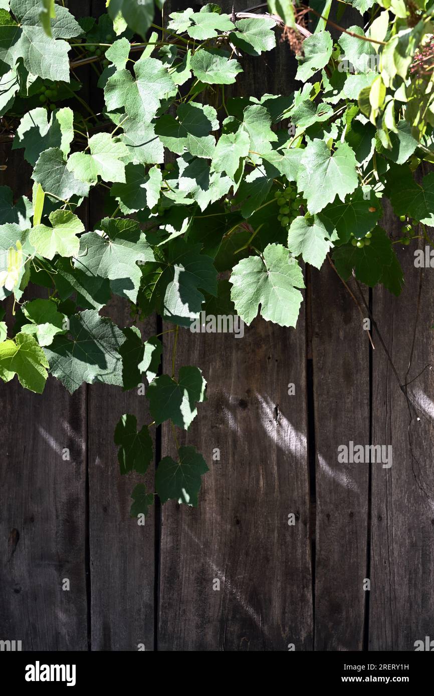 Lush green vines growing over a rustic wooden wall in summer in ...