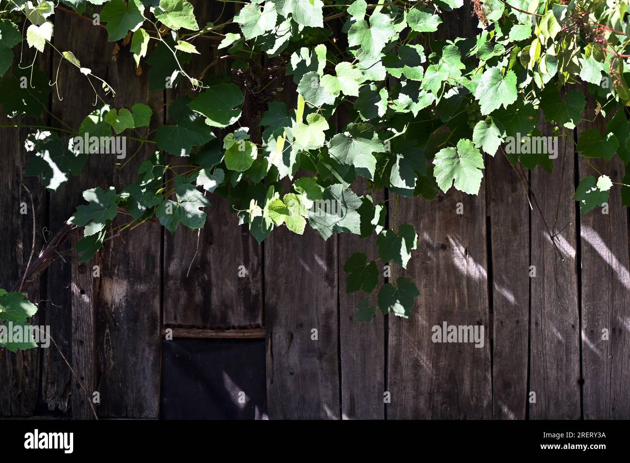 Overgrown grapevine hi-res stock photography and images - Alamy